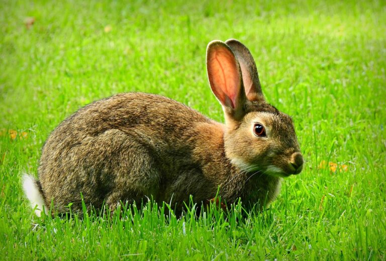 Top 5 Cleanest Animals: Nature's Neat Freaks